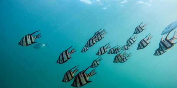 dot.tipp - Das RAMP Model: ein Wegweiser für moderne Arbeitswelten